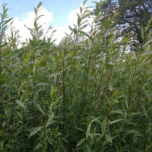 Treesagain Potted Red Willow Tree - Salix Koriyanagi 'rubykins' - 16 to ...
