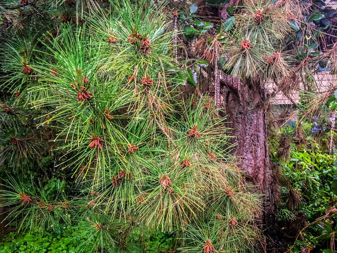 Treesagain Potted Red Pine Pinus Resinosa 5 to 8 Inches - Etsy