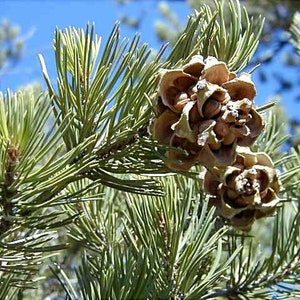 Treesagain Potted Pinyon Pine Tree - Pinus Edulis - 3 to 5+ Inches - Etsy