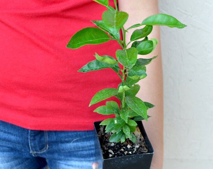 Treesagain Potted Sudachi Tree - Citrus Sudachi - 7 to 10+ Inches - Etsy
