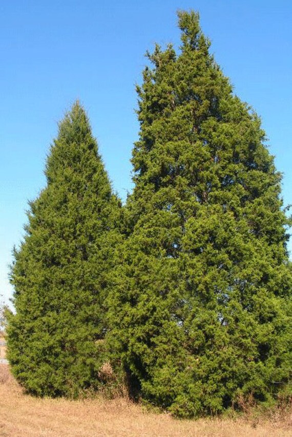 Old Eastern Red Cedar Juniperus Virginiana Tree Juniperus Virginiana