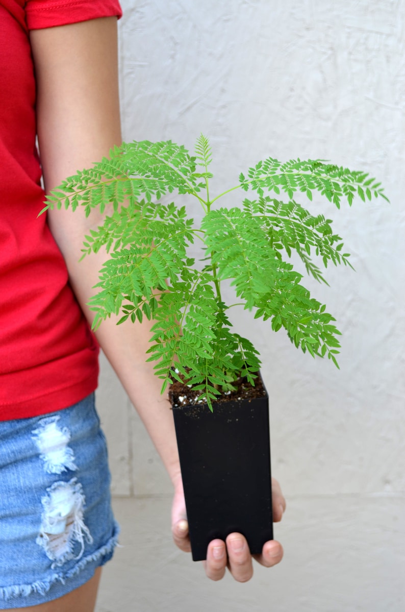 Treesagain Potted Blue Jacaranda Tree Jacaranda Mimosifolia - Etsy