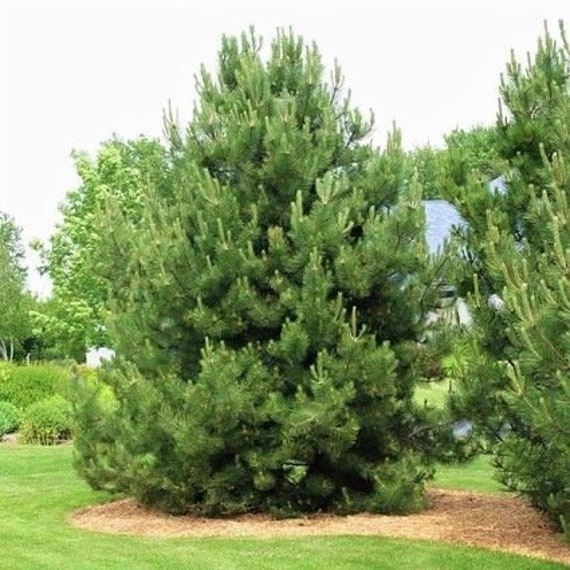 Pinus Nigra Austrian Pine