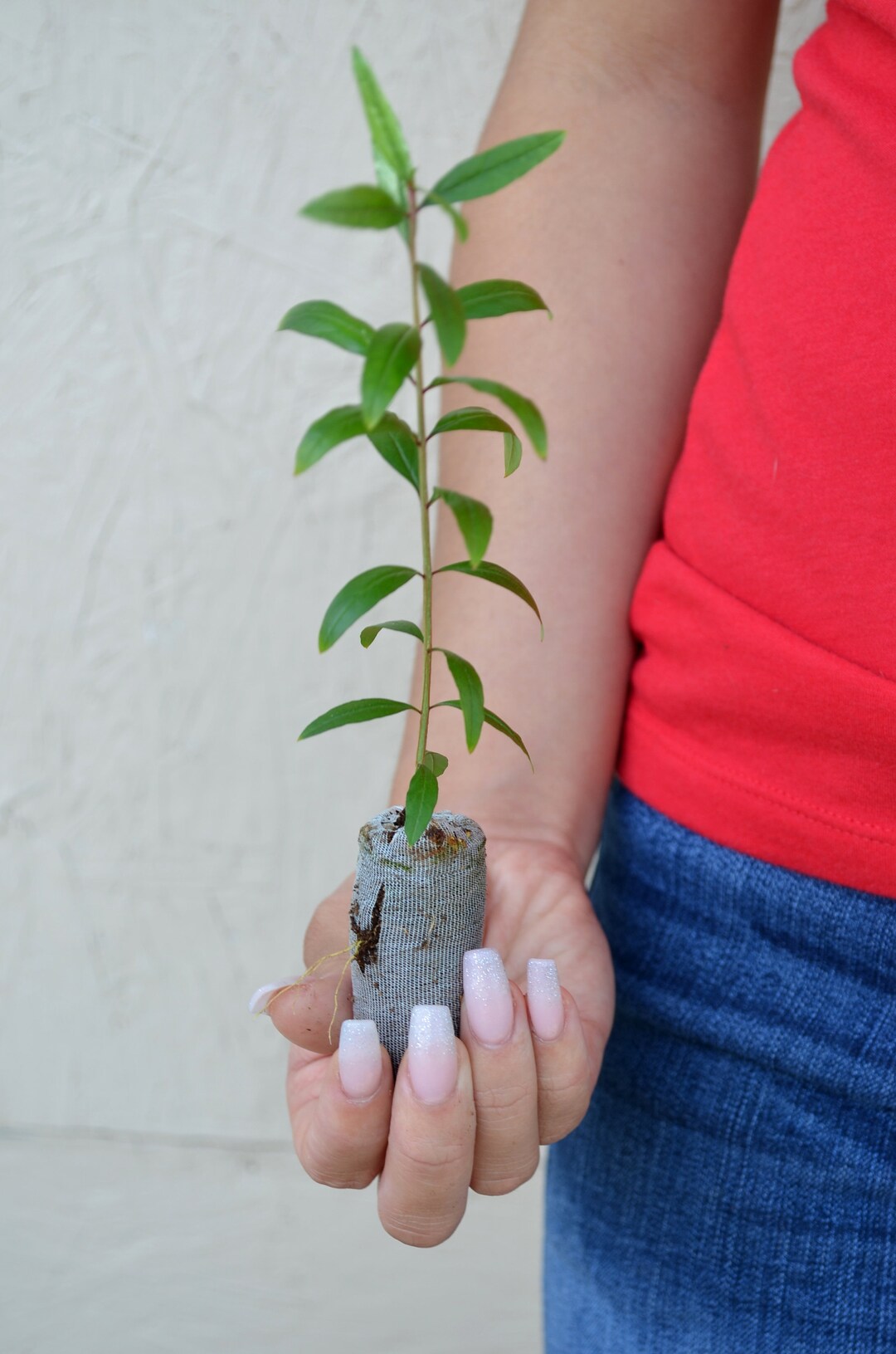 Pomegranate Tree Seedlings - Punica Granatum - Starter Plugs - Etsy