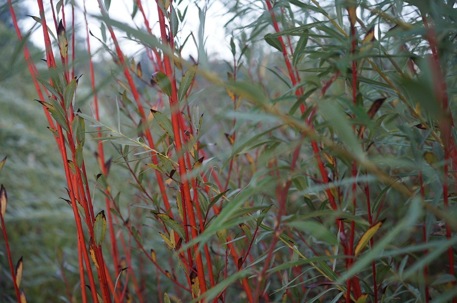 Treesagain Potted Flame Willow Salix Integra 12 to 18 Inches see State ...