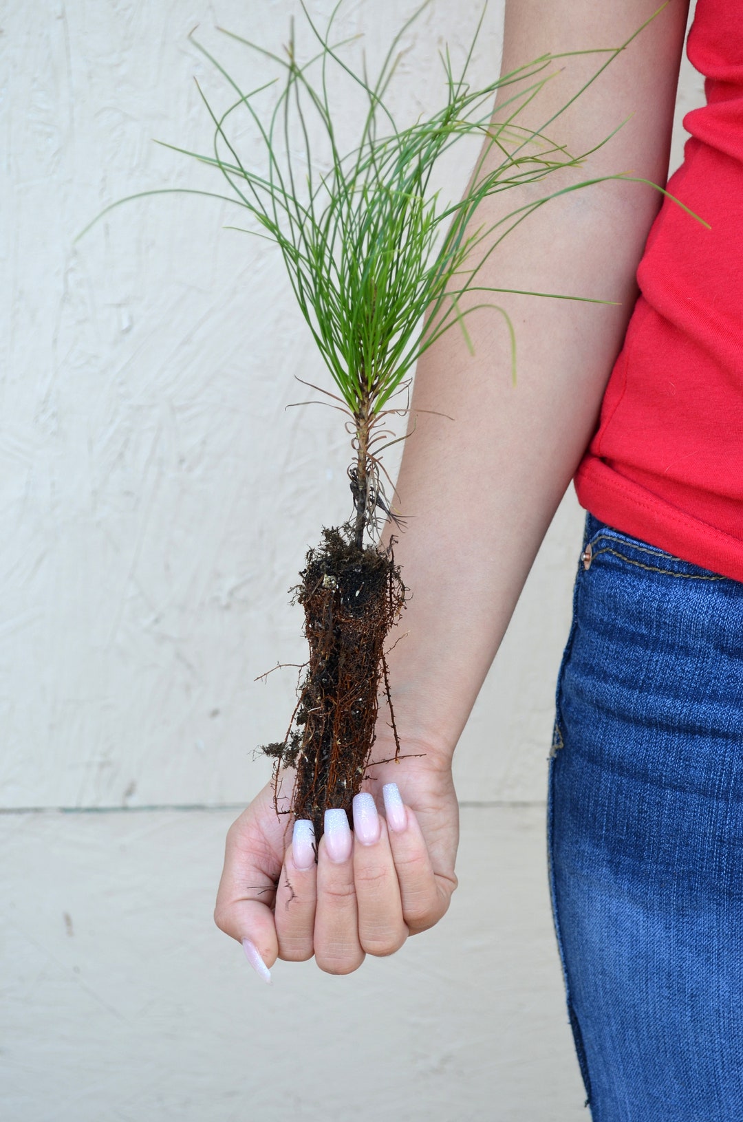 Treesagain Red Pine Tree - Pinus Resinosa - 3 to 5+ Inches - Etsy