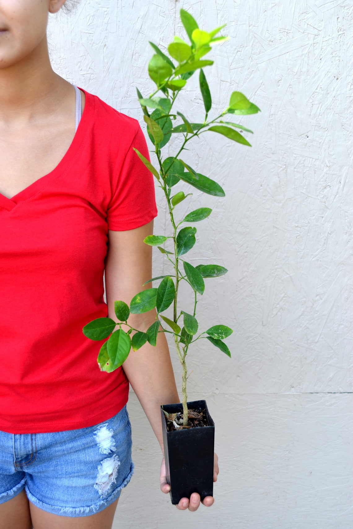 Treesagain Potted Key Lime Tree - Citrus × Aurantiifolia - 7 to 16 ...