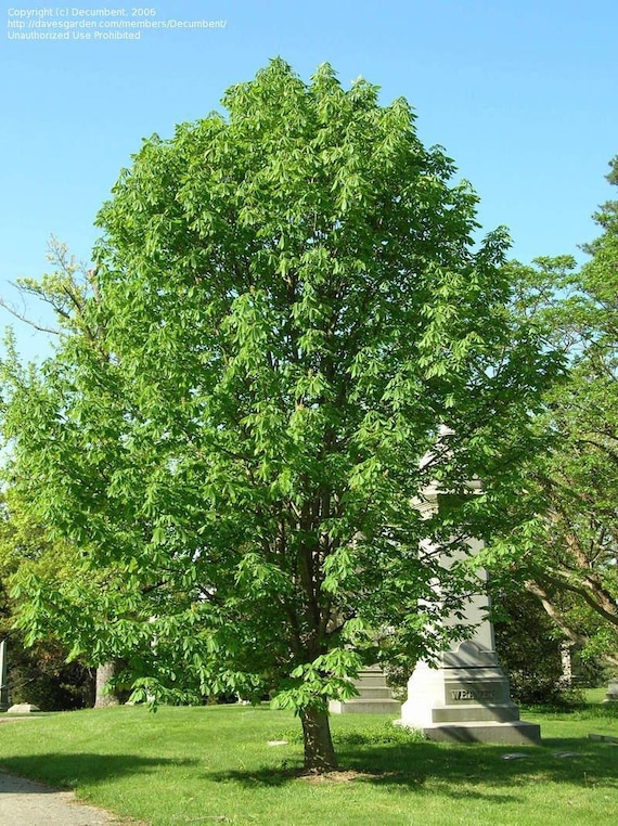 American Buckeye Tree