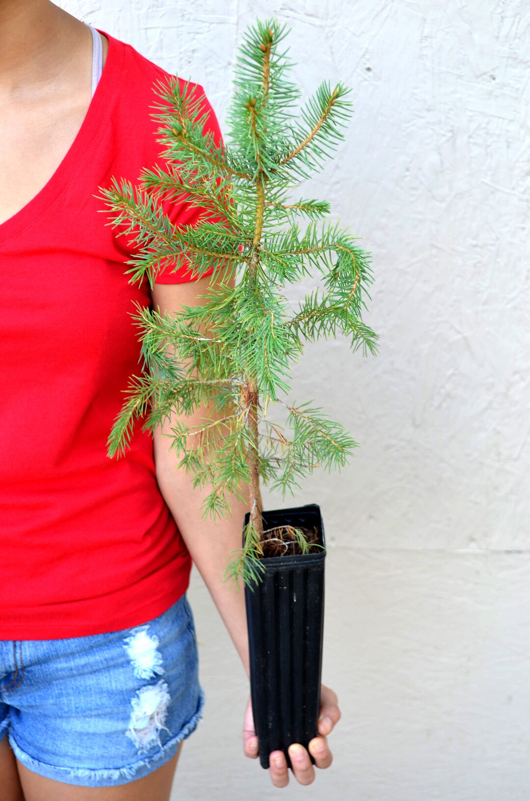 Treesagain Potted Blue Spruce Tree - Picea Pungens - 16 to 22+ Inches ...