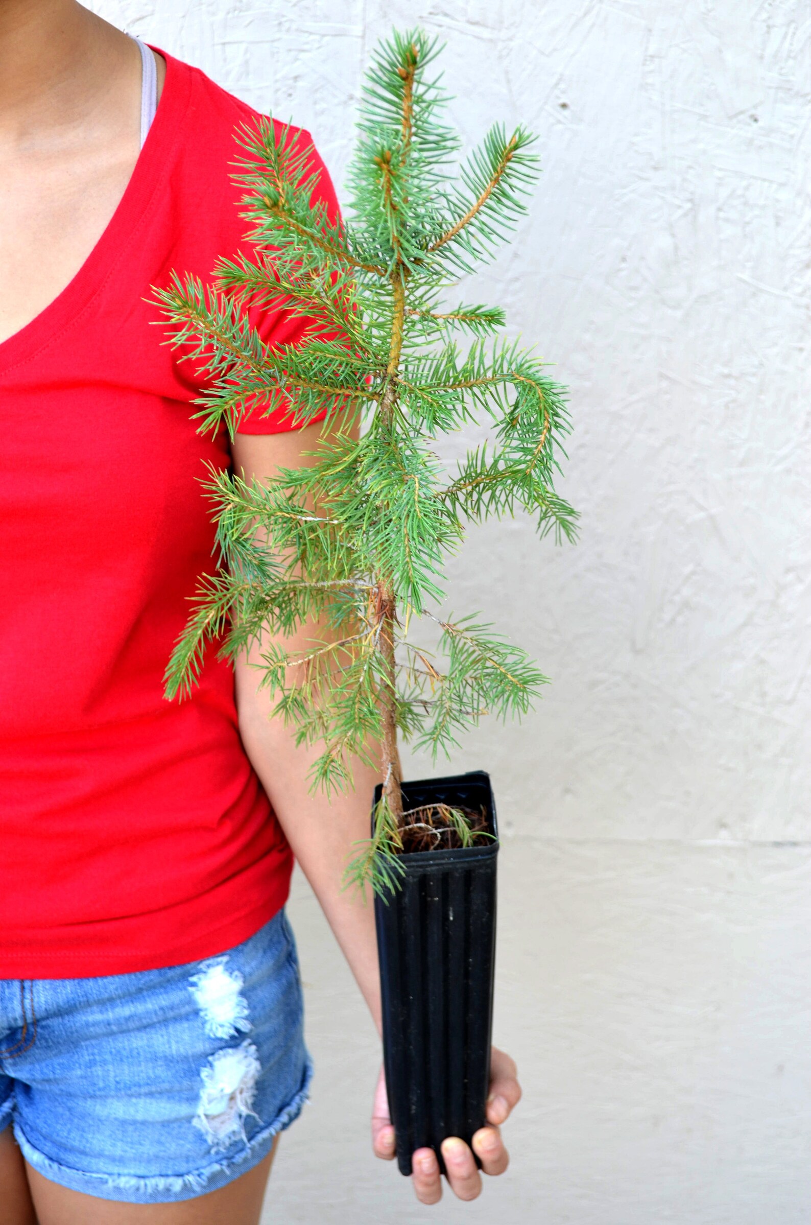 Treesagain Potted Blue Spruce Tree Picea Pungens 12 to 20 - Etsy