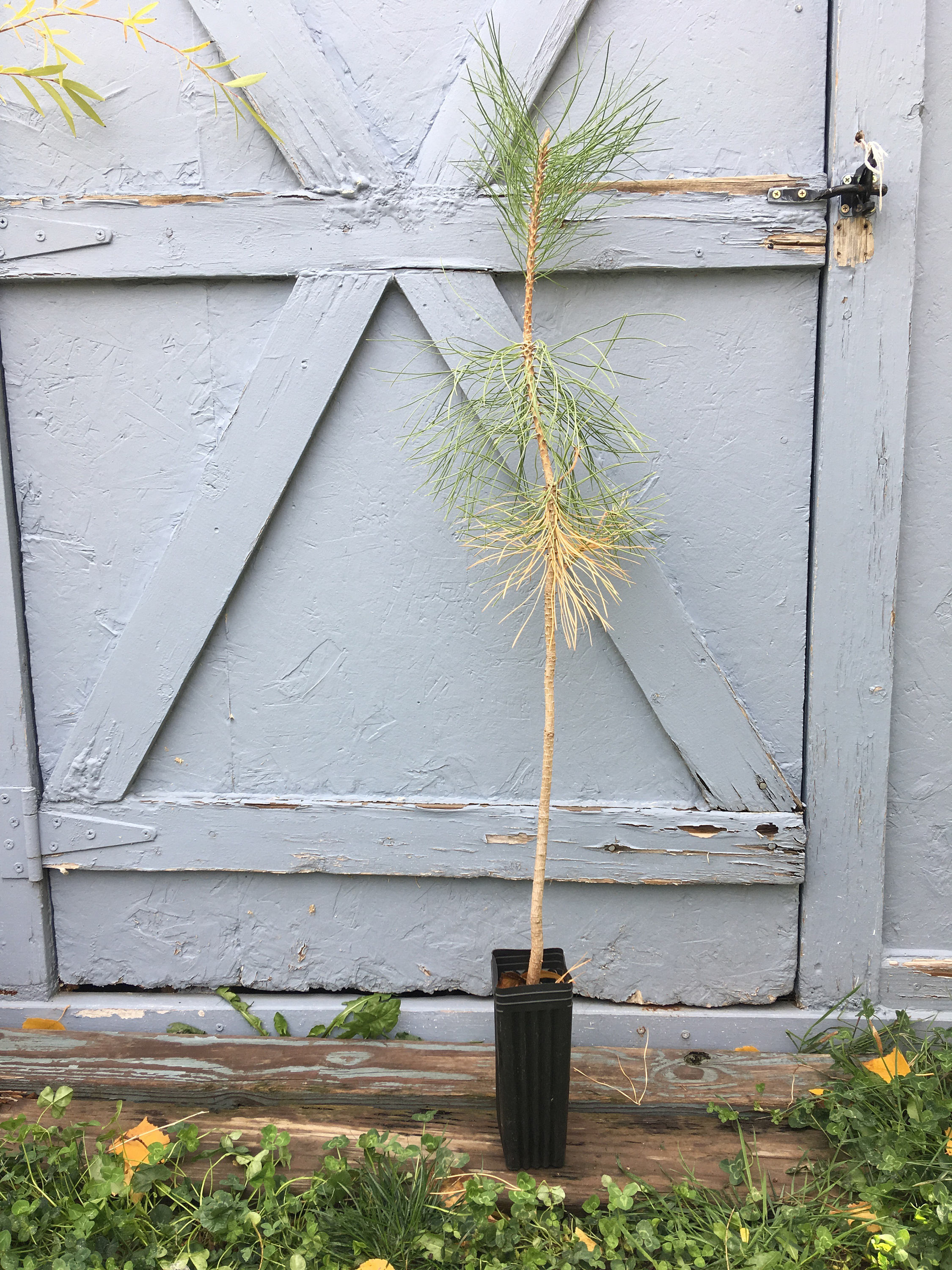 TreesAgain Potted Ponderosa Pine Tree Pinus ponderosa 18