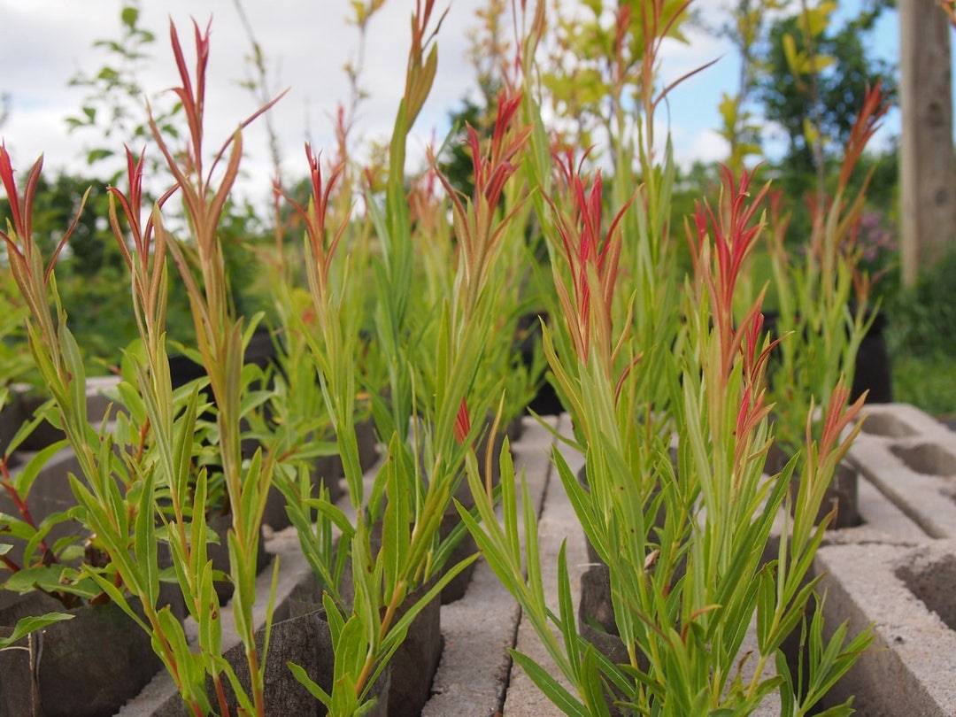 Treesagain Lot of 10 Rubykins Korean Willow Cuttings - Salix Koriyanagi ...