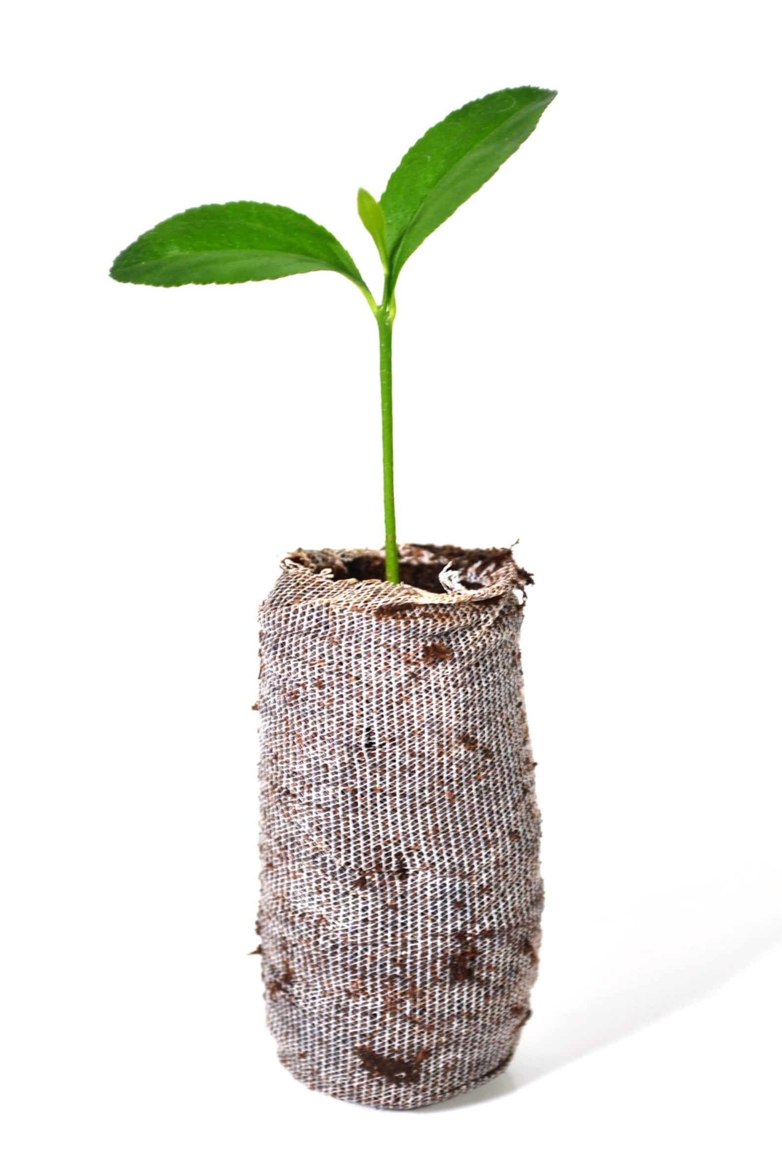 Treesagain Citrus Starter Pack - Lot of 5 Citrus Tree Starter Plugs - Etsy