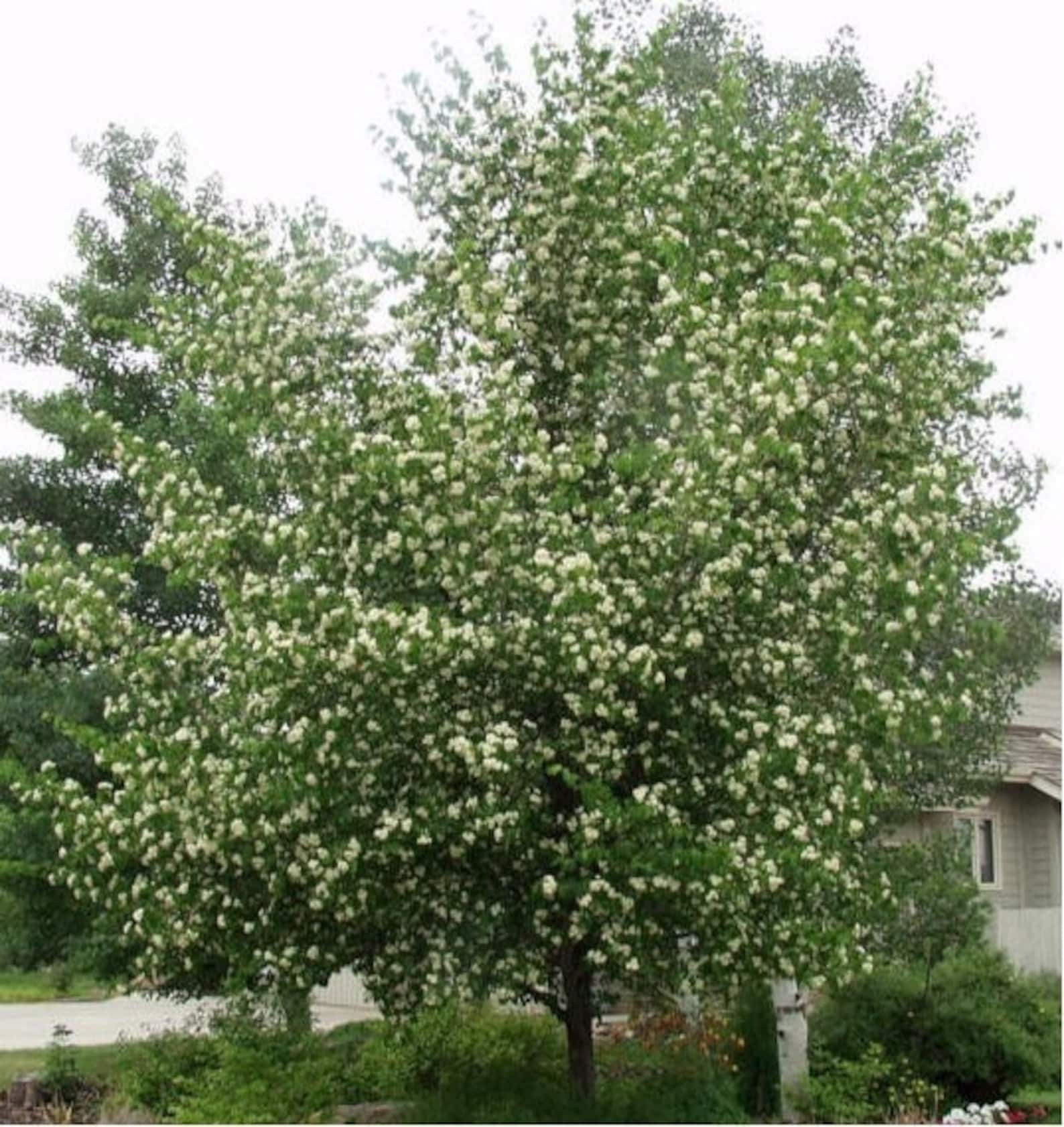 Treesagain Potted Washington Hawthorn Tree - Crataegus Phaenopyrum - 17 ...
