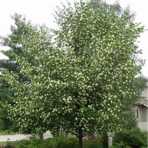Treesagain Potted Washington Hawthorn Tree - Crataegus Phaenopyrum - 5 ...