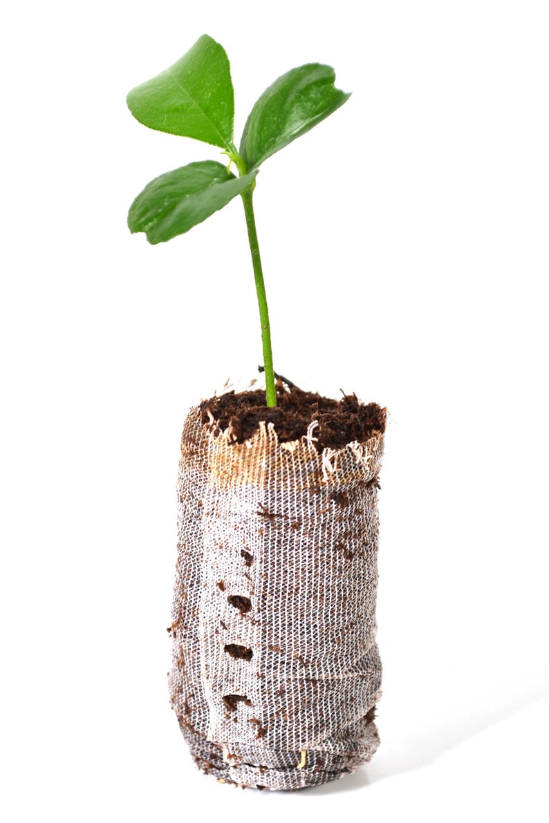 Treesagain Citrus Starter Pack - Lot of 5 Citrus Tree Starter Plugs - Etsy