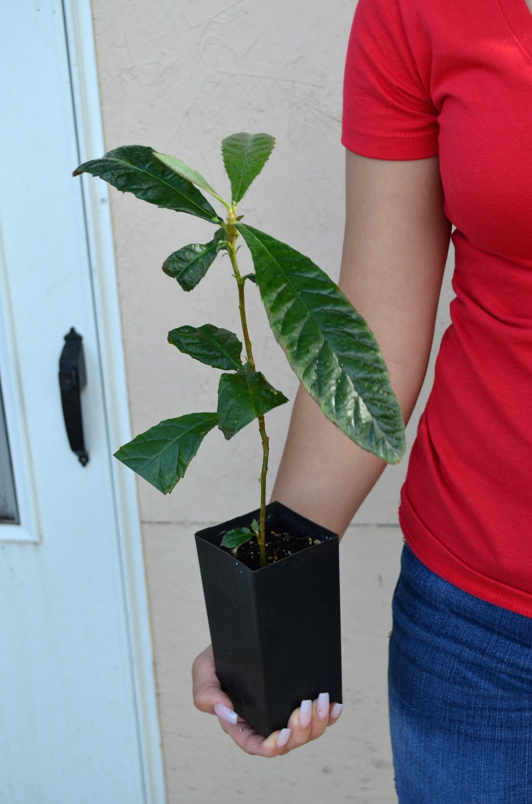 Treesagain Potted Loquat - (eriobotrya Japonica) - 10 to 16+ Inches - Etsy