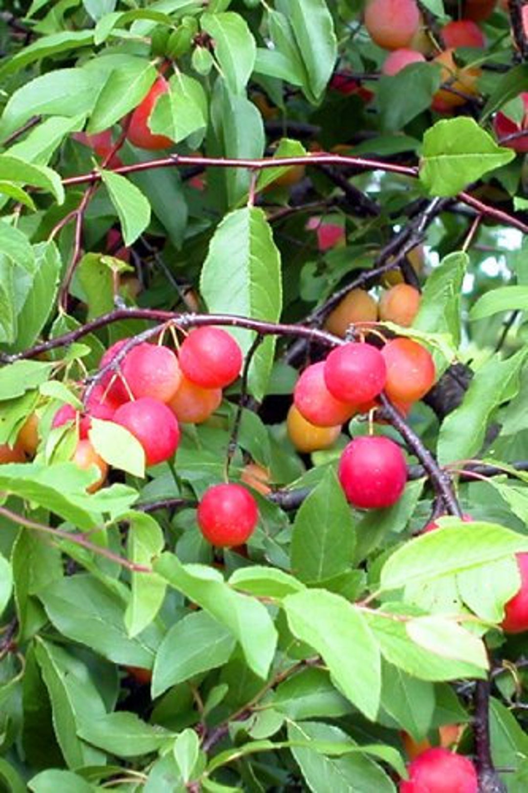 Treesagain Potted Chickasaw Plum Tree - Prunus Angustifloia - 14 to 20 ...