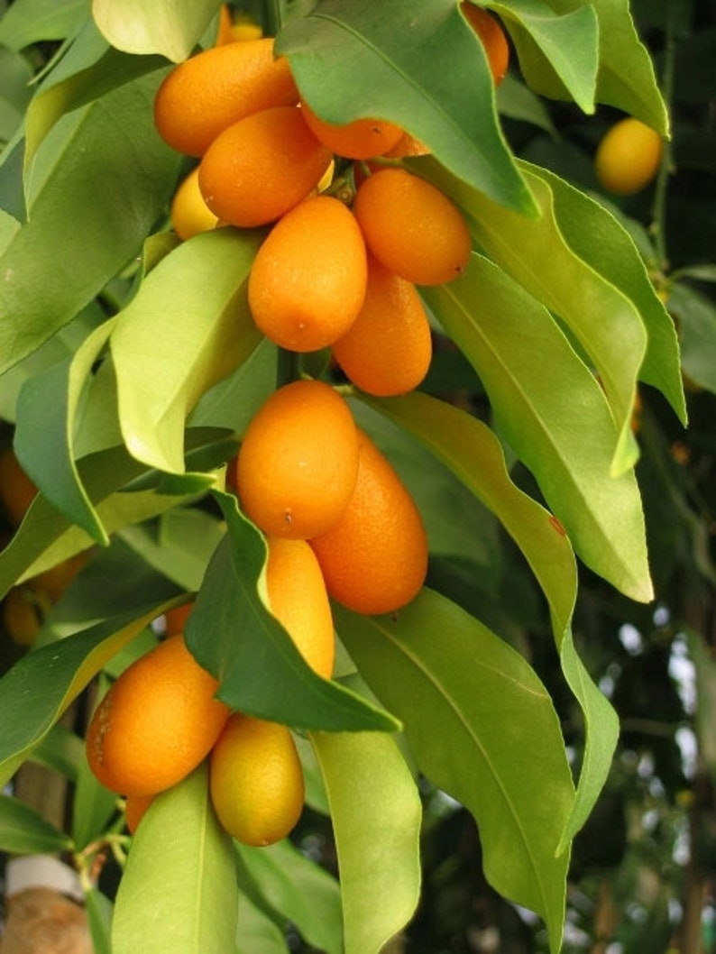 Treesagain Fukushu Kumquat Trees - × Citrus Japonica - Starter Plugs - Etsy
