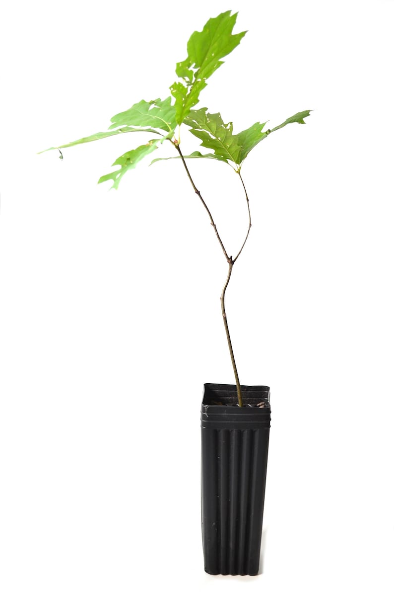 Treesagain Potted Red Oak Tree Quercus Rubra 9 to 15 | Etsy