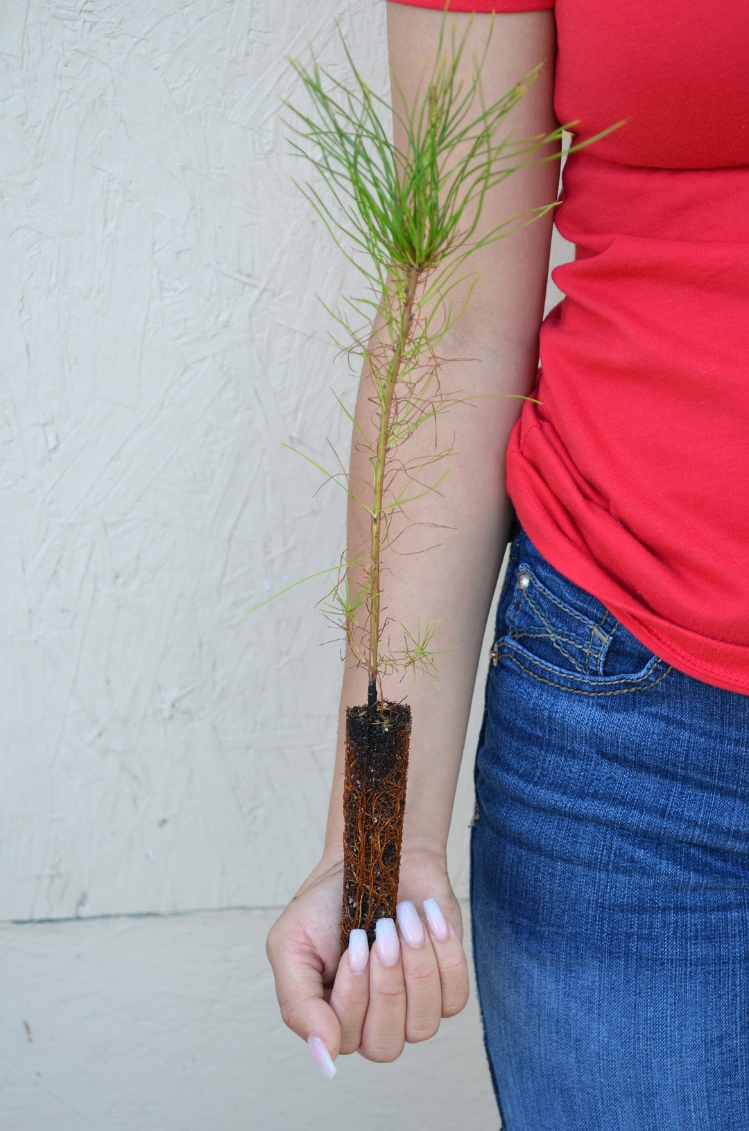 Treesagain Jack Pine Tree - Pinus Banksiana - 9 to 11+ Inches (see ...