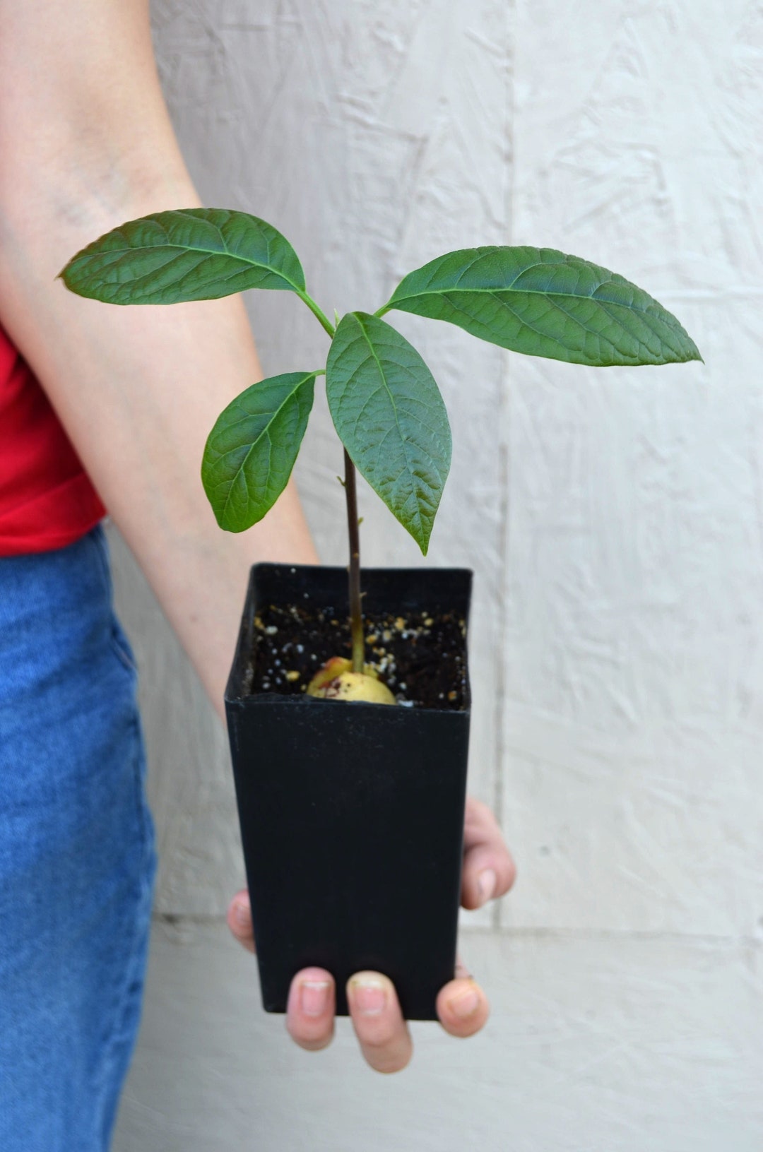 Treesagain Potted Avocado Tree - Persea Americana - 12 to 22+ Inches - Etsy