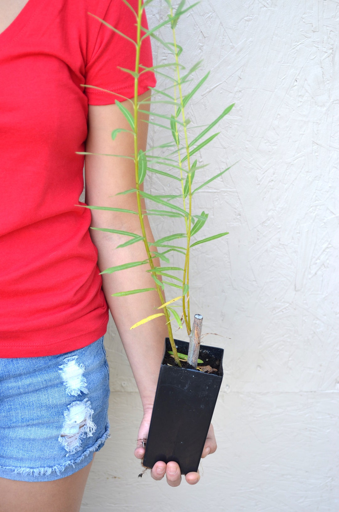 Treesagain Potted Red Willow Tree - Salix Koriyanagi 'rubykins' - 16 to ...