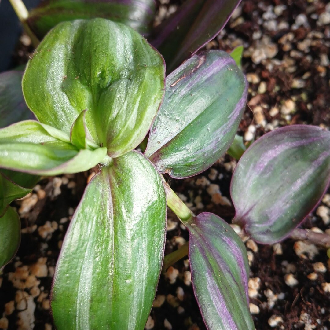 Treesagain Red Gem — Tradescantia Zebrina ‘red Gem’ — Cuttings / Plugs ...