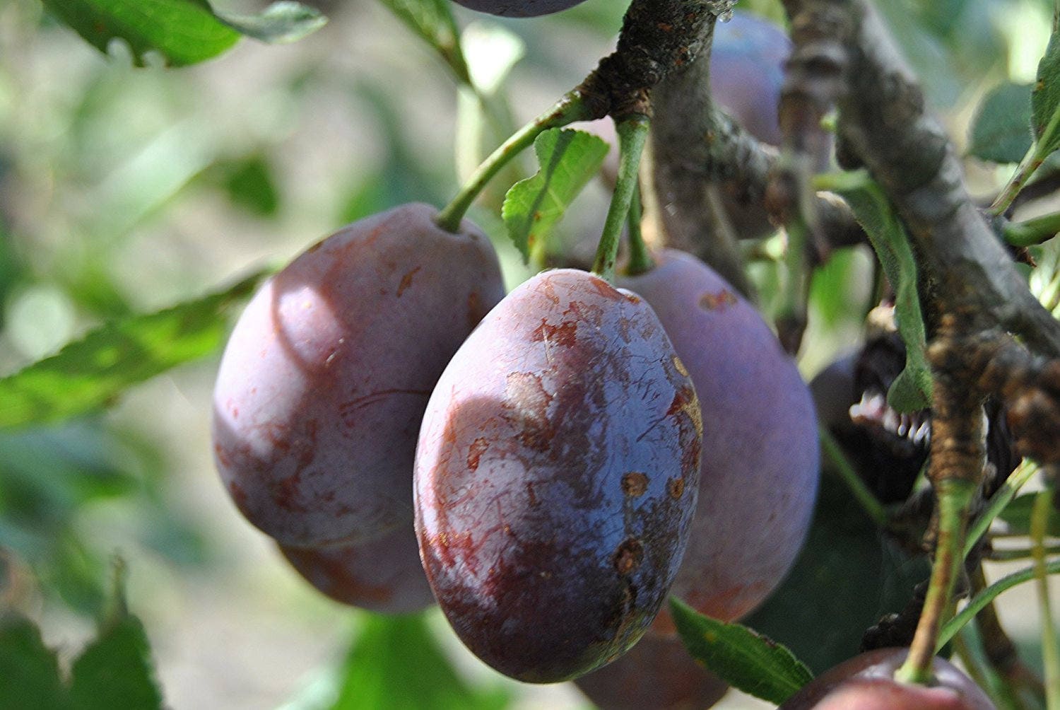 Treesagain Potted Wild Plum Tree - Prunesus Americana - 11 to 26+ Inch ...