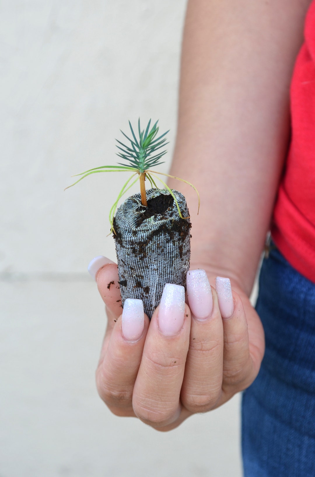 Pinyon Pine Trees - Pinus Edulis - Starter Plugs - Etsy