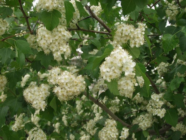 Treesagain Potted Washington Hawthorn Tree - Crataegus Phaenopyrum - 17 ...