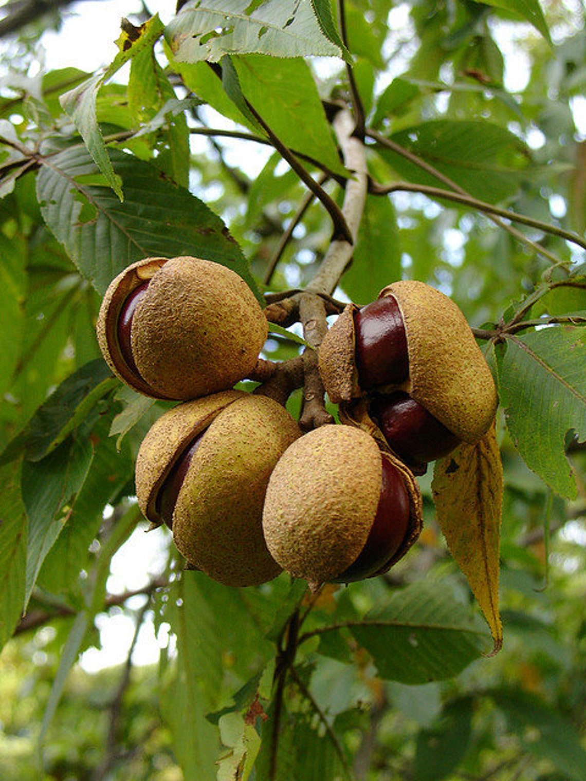 Treesagain Potted Ohio Buckeye Tree - Aesculus Glabra - 6 to 10+ Inches ...