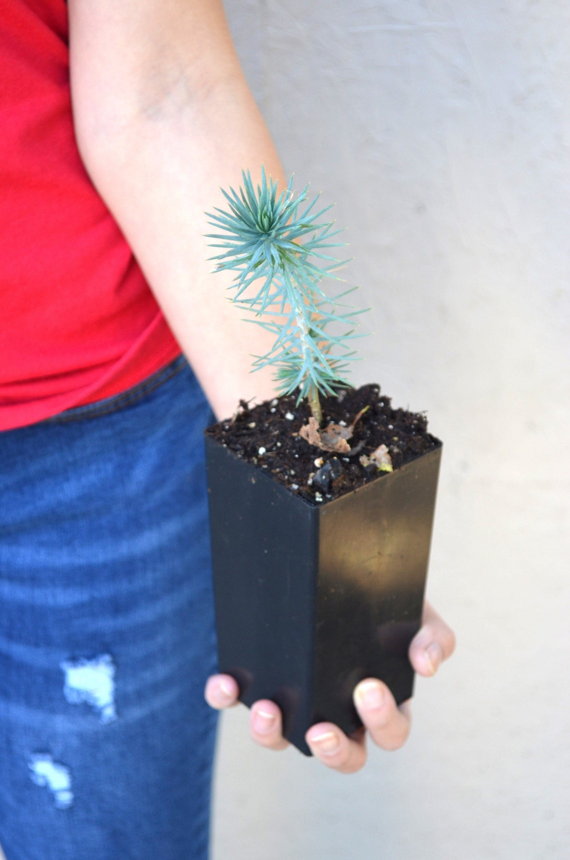 Treesagain Potted Pinyon Pine Tree Pinus Edulis 3 to 5 - Etsy