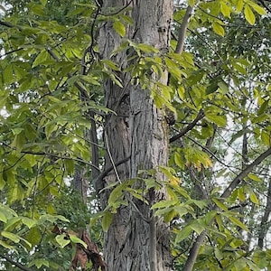 Treesagain Potted Shagbark Hickory Tree - Citrus Medica - 6-20+ Inches ...