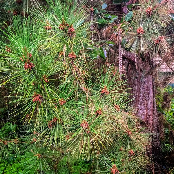 Red Pine Tree - Etsy