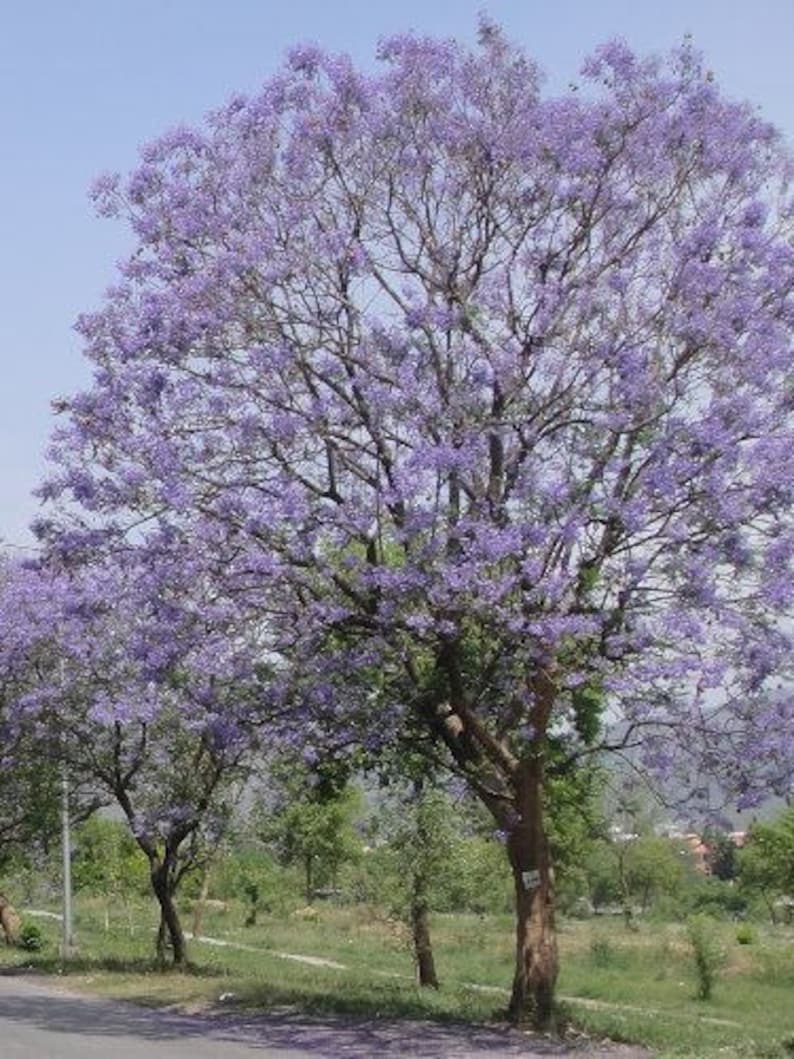 Treesagain Potted Blue Jacaranda Tree Jacaranda Mimosifolia - Etsy
