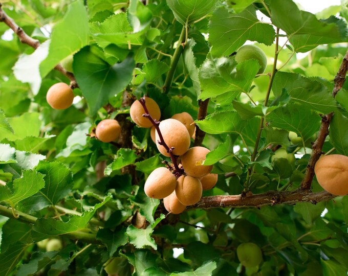 Treesagain Potted Apricot Tree Prunus Armeniaca 12-18 Inches - Etsy