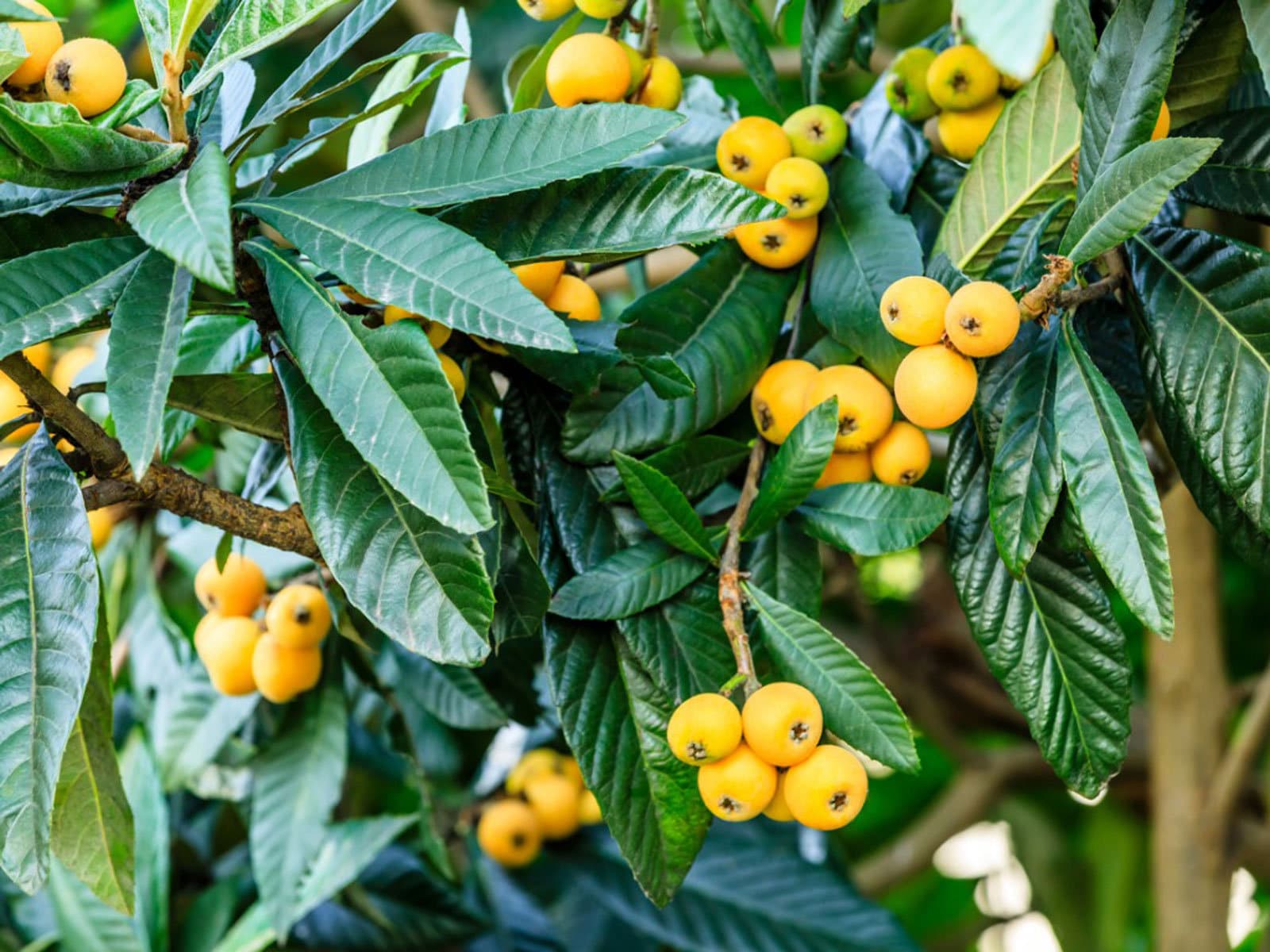 Treesagain Potted Loquat eriobotrya Japonica 6 to 8 Inches - Etsy