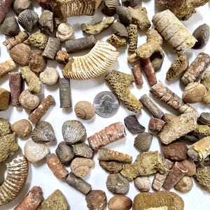 Bulk Fossil Mix Moroccan Assorted Fossils for Crafts, Displays ...