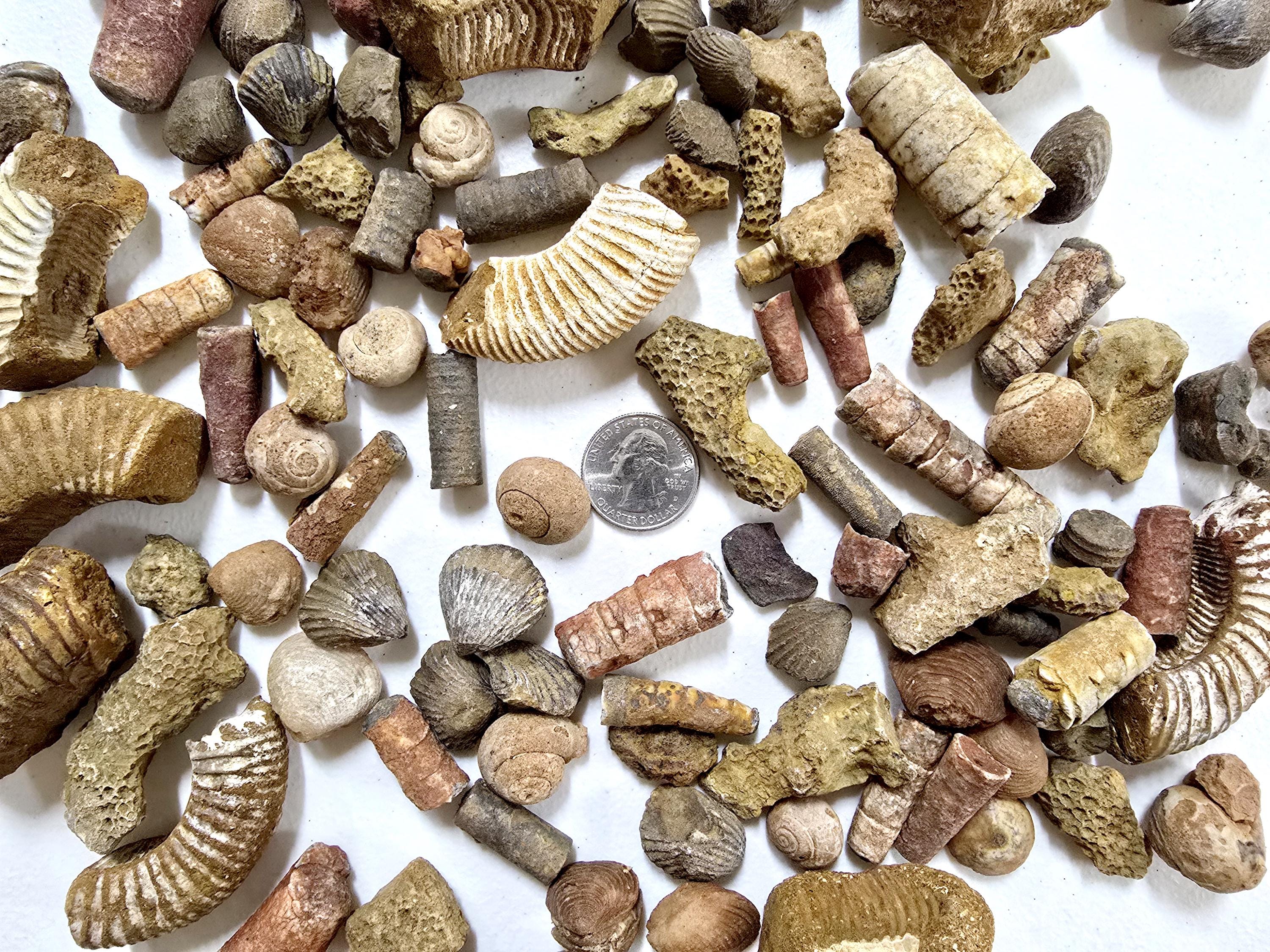 Bulk Fossil Mix Moroccan Assorted Fossils for Crafts, Displays ...