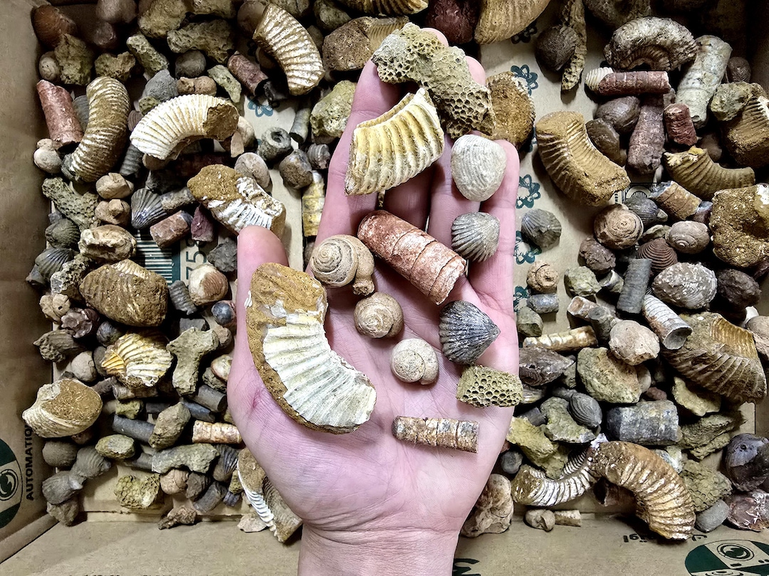 Bulk Fossil Mix Moroccan Assorted Fossils for Crafts, Displays ...