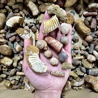 Dinosaur Nature Pack | Palaeontology Science Pack | DIGITAL DOWNLOAD ...