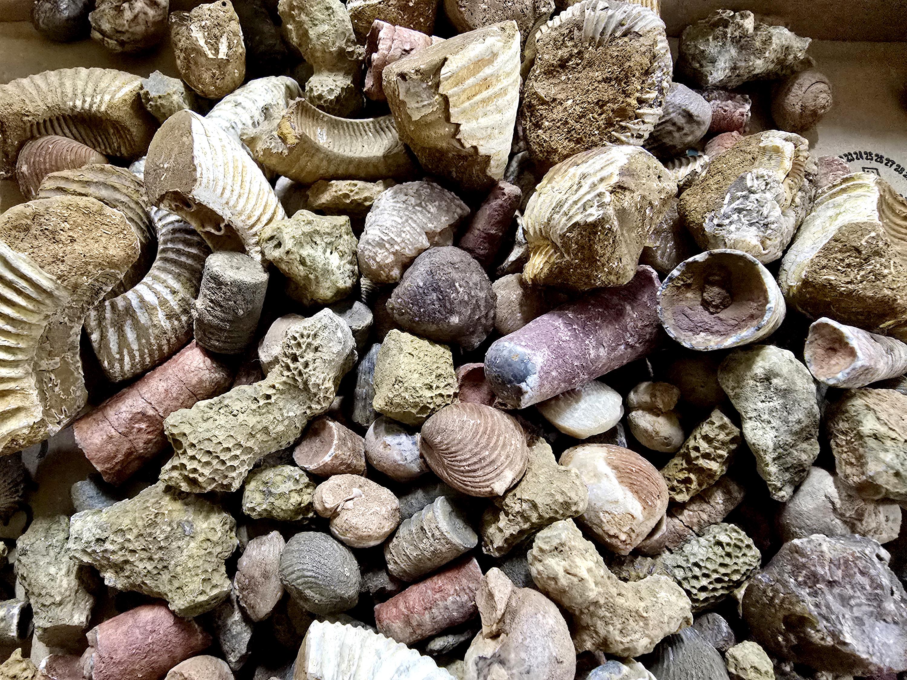Bulk Fossil Mix Moroccan Assorted Fossils for Crafts, Displays ...