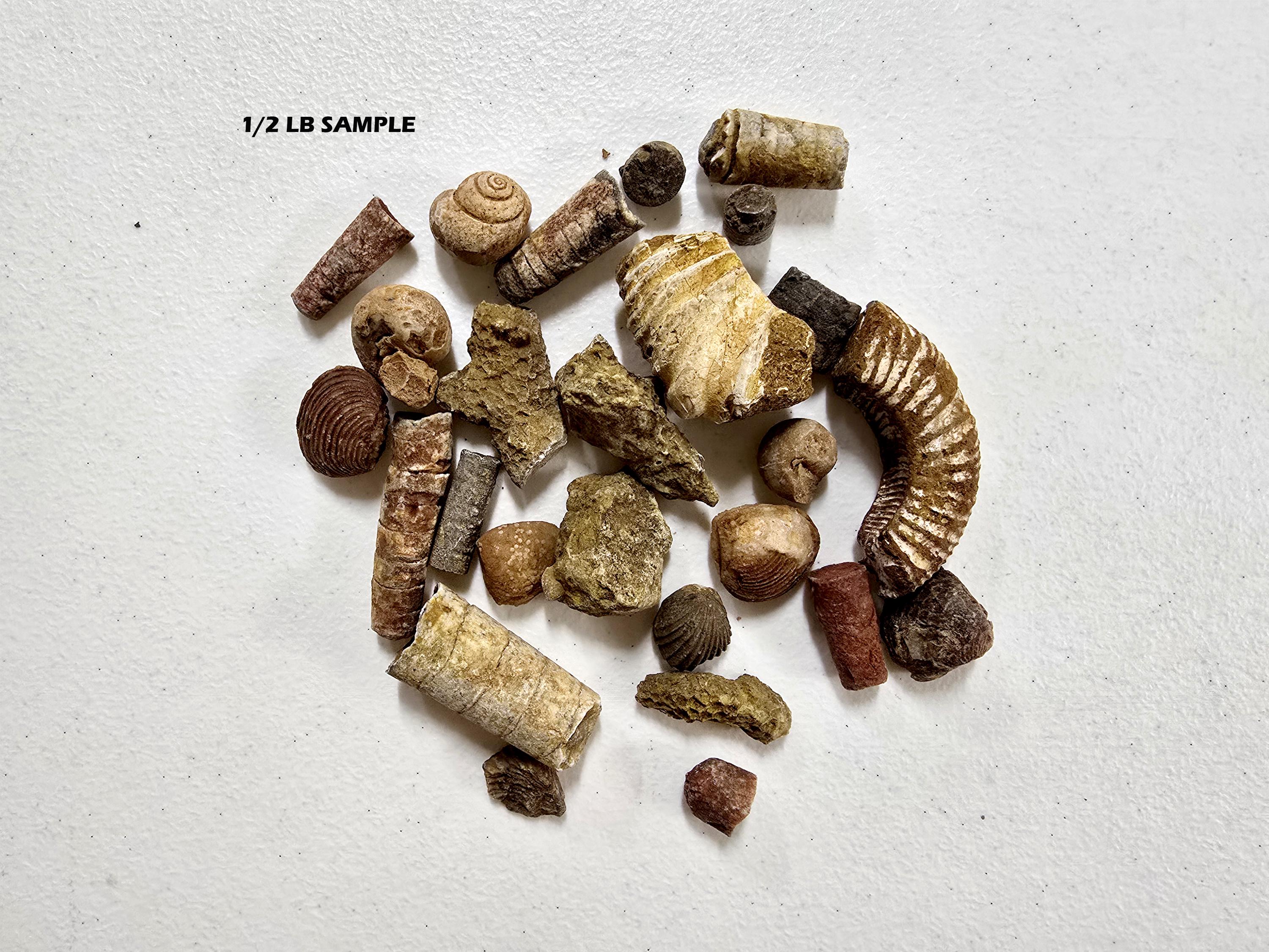 Bulk Fossil Mix Moroccan Assorted Fossils for Crafts, Displays ...