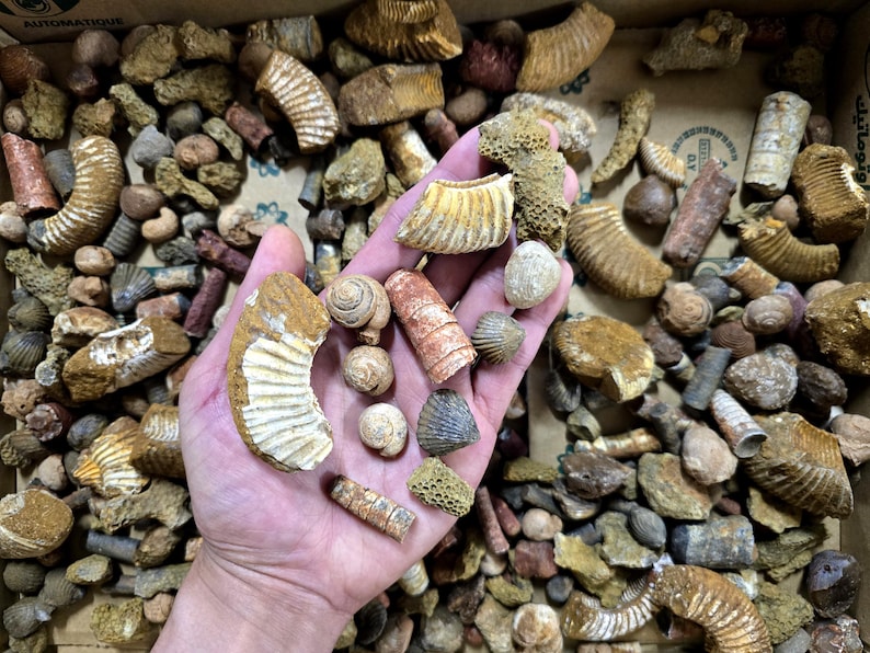Bulk Fossil Mix Moroccan Assorted Fossils for Crafts, Displays ...