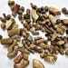 Bulk Fossil Mix Moroccan Assorted Fossils for Crafts, Displays ...