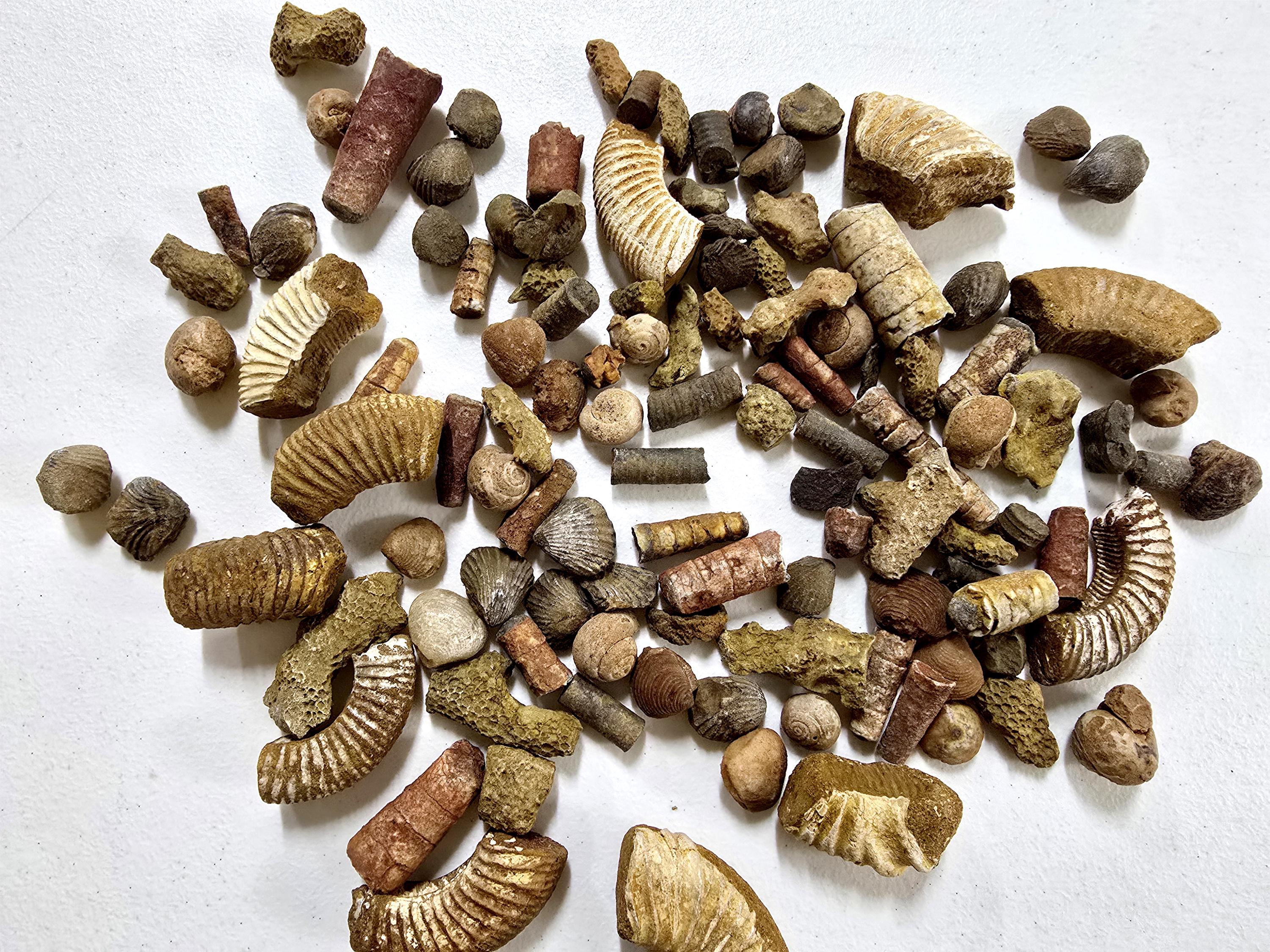 Bulk Fossil Mix Moroccan Assorted Fossils for Crafts, Displays ...