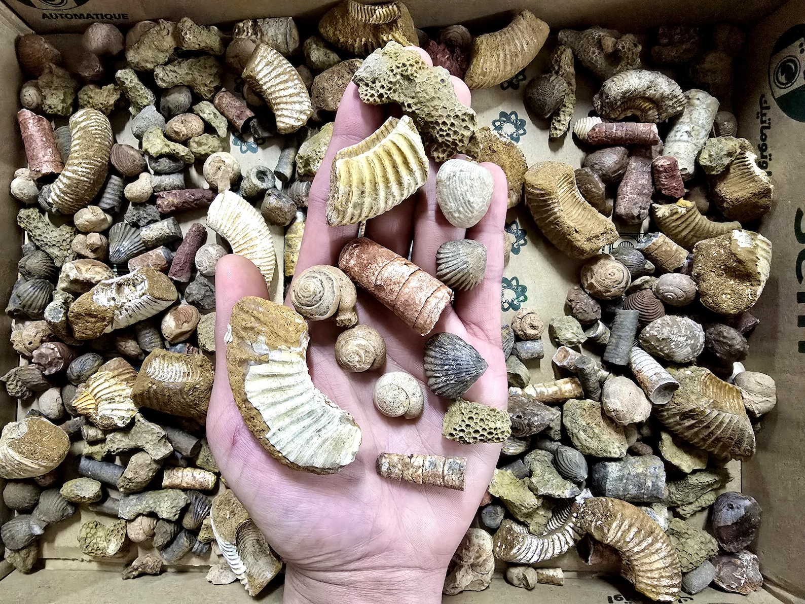 Bulk Fossil Mix Moroccan Assorted Fossils for Crafts, Displays ...