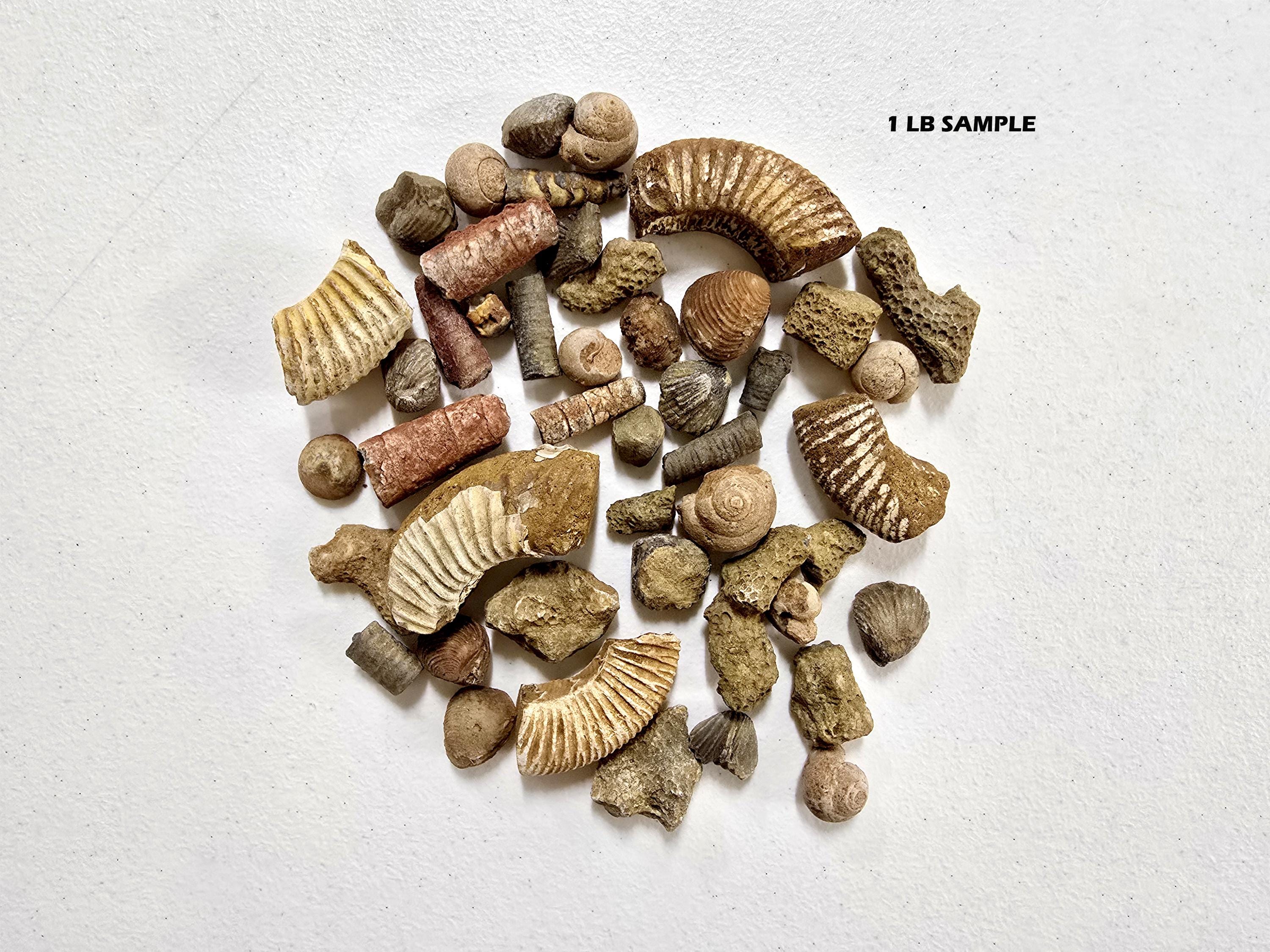 Bulk Fossil Mix Moroccan Assorted Fossils for Crafts, Displays ...