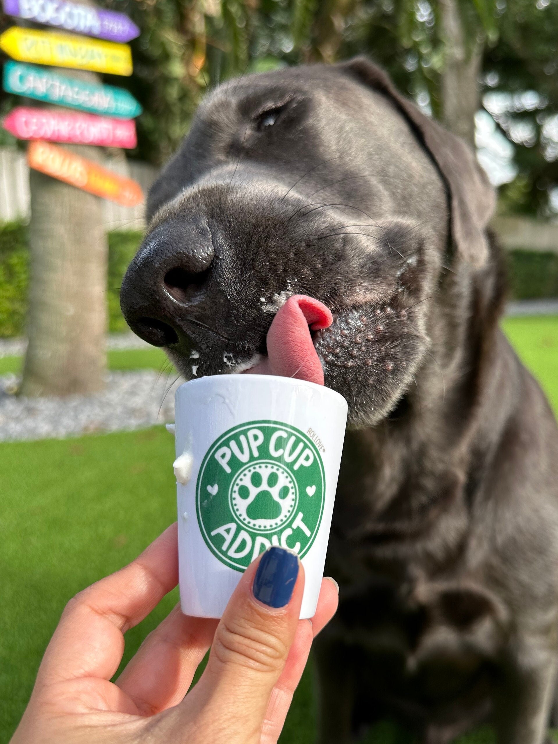 Pomeranian Pup Cup | Mini Pup Cup | Reusable Pup Cup | Puppuccino Mug ...